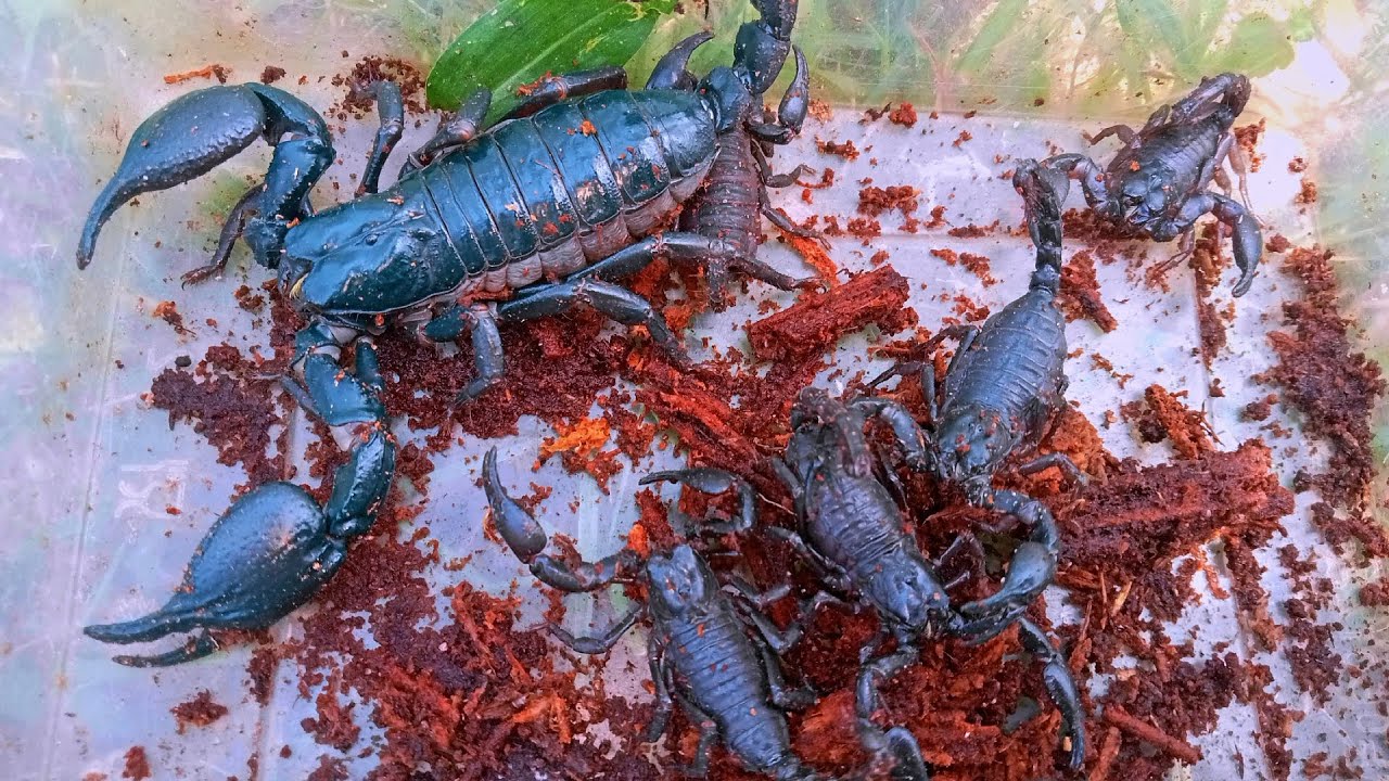 Hunt scorpion a nest in the wood - nature insects - YouTube