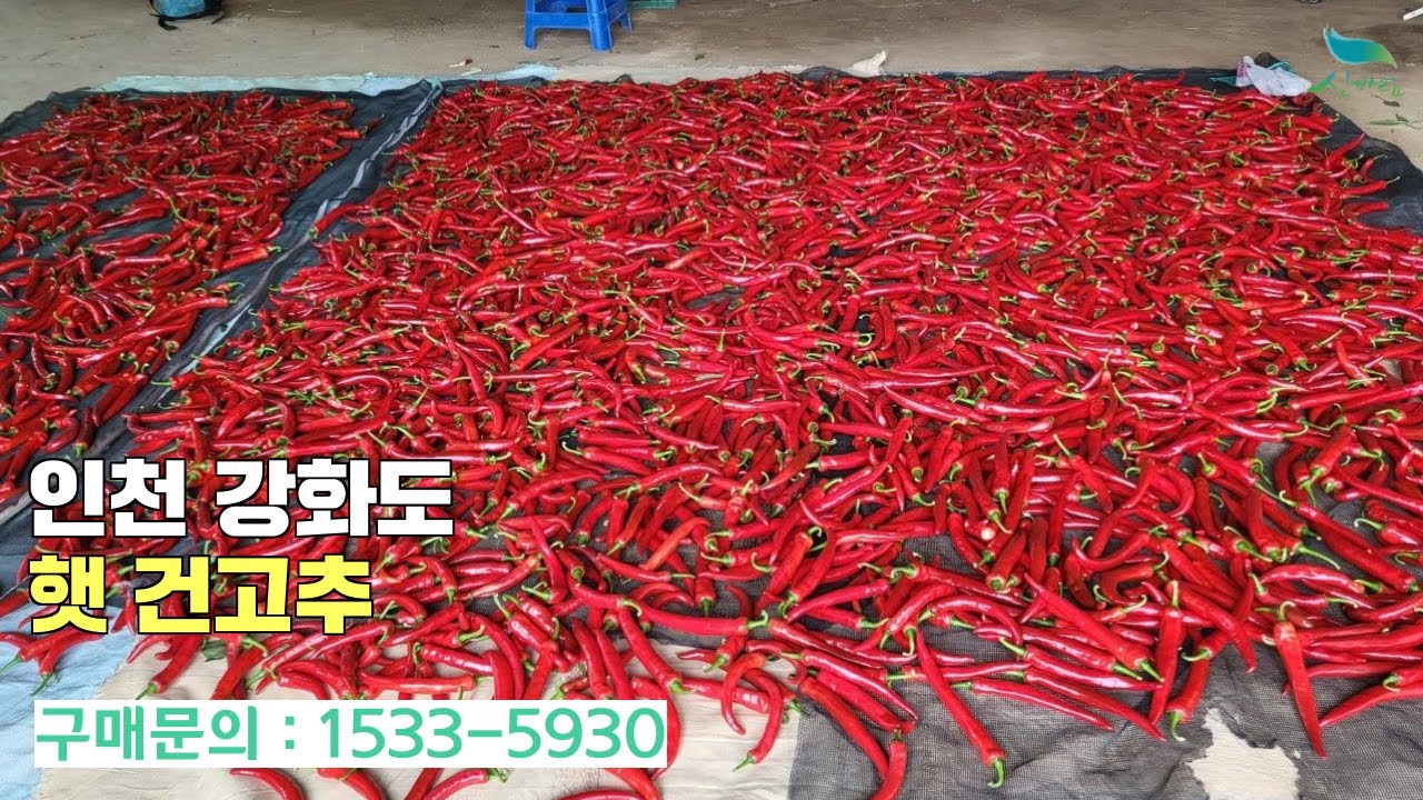 신바람 농산물 협력농가 판매상품 인천 강화도 햇 건고추 판매 합니다 중고트랙터 중고농기계 경운기 관리기 스키로더 굴삭기
