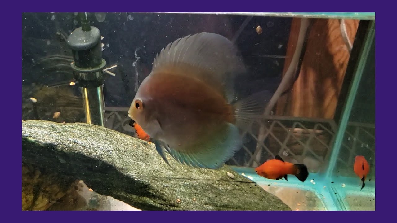 Update On My "Sick" Discus - YouTube