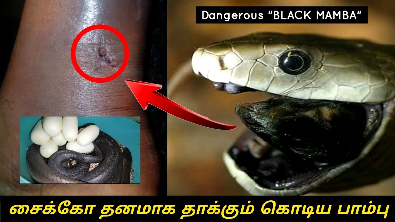 பல சாவுகளுக்கு சொந்தக்கார கொடிய விஷப்பாம்பு ? | Deadliest snake Black ...