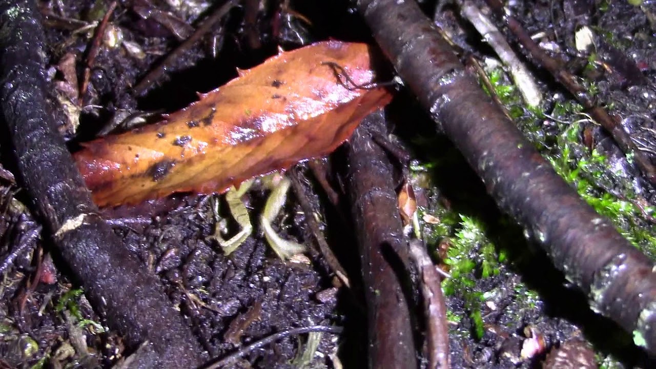 SPRING PEEPER TREE FROG NEW BRUNSWICK - YouTube