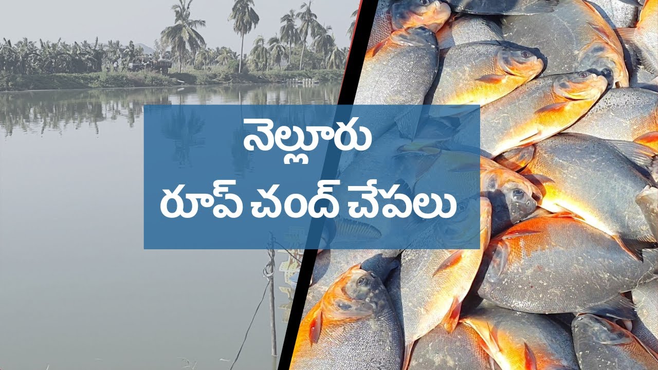 Nellore Roop chand Fish | By Smart MediaTelugu - YouTube