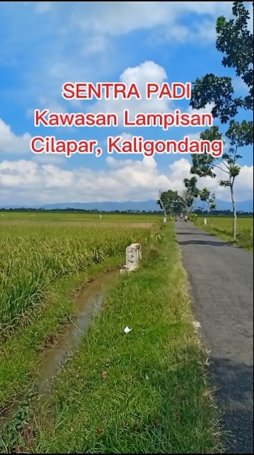 Sentra Padi Lampisan Kaligondang Purbalingga - YouTube