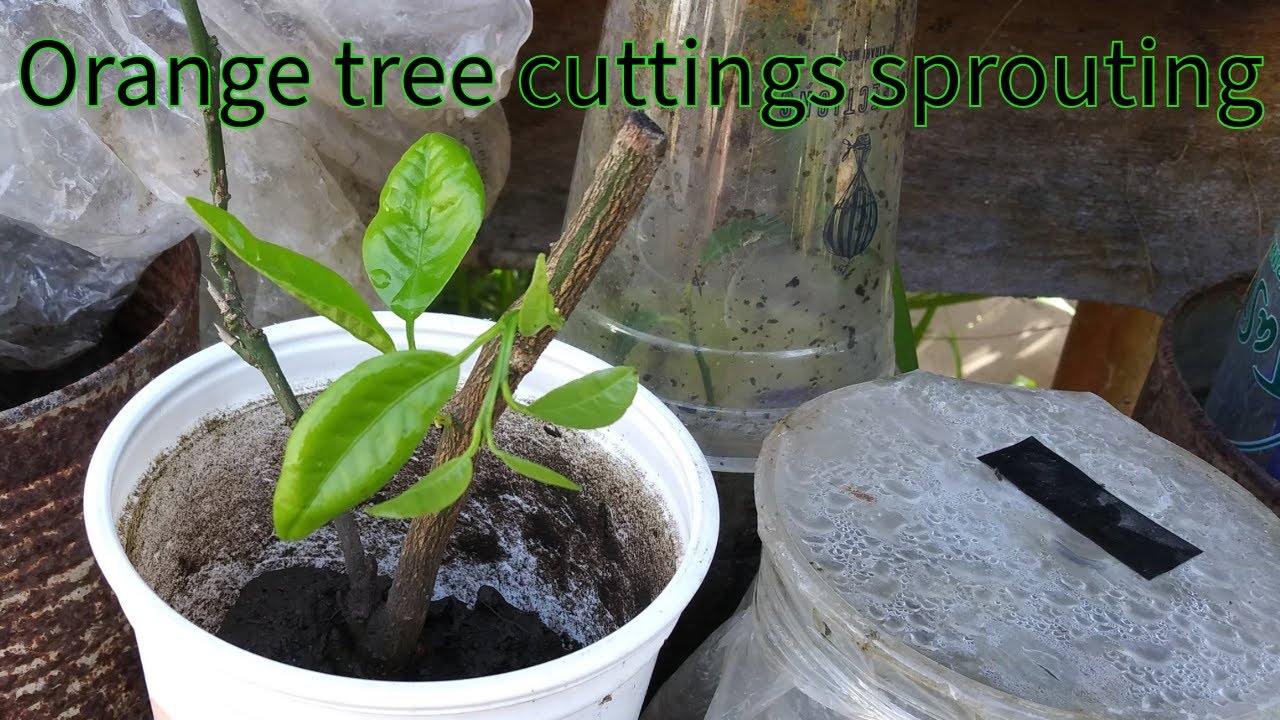 2- 04, 2025 = successful orange tree cuttings - YouTube