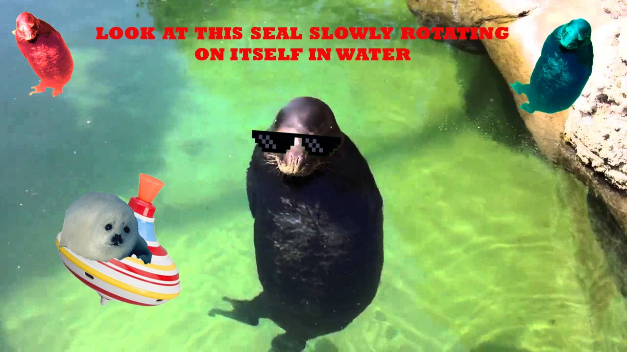Very quiet seal slowly rotating on itself in water - Relaxating seal ...