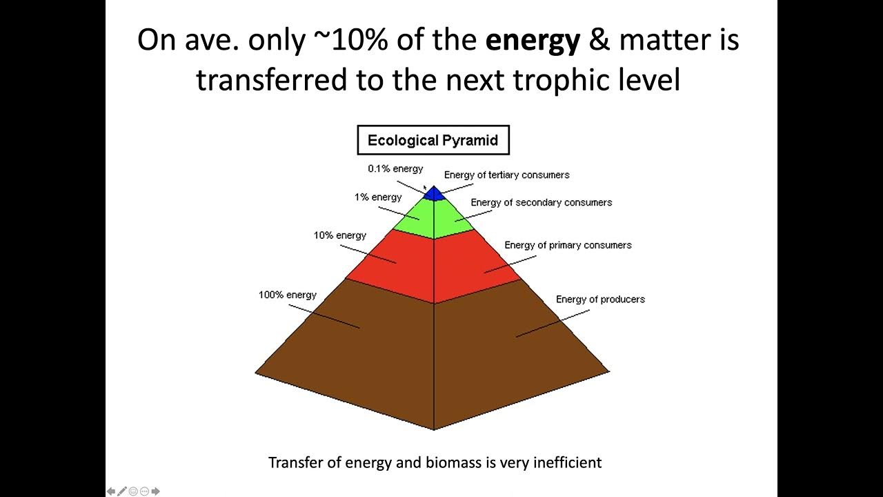Lecture 37b Energy, Matter, and Trophic Levels - YouTube