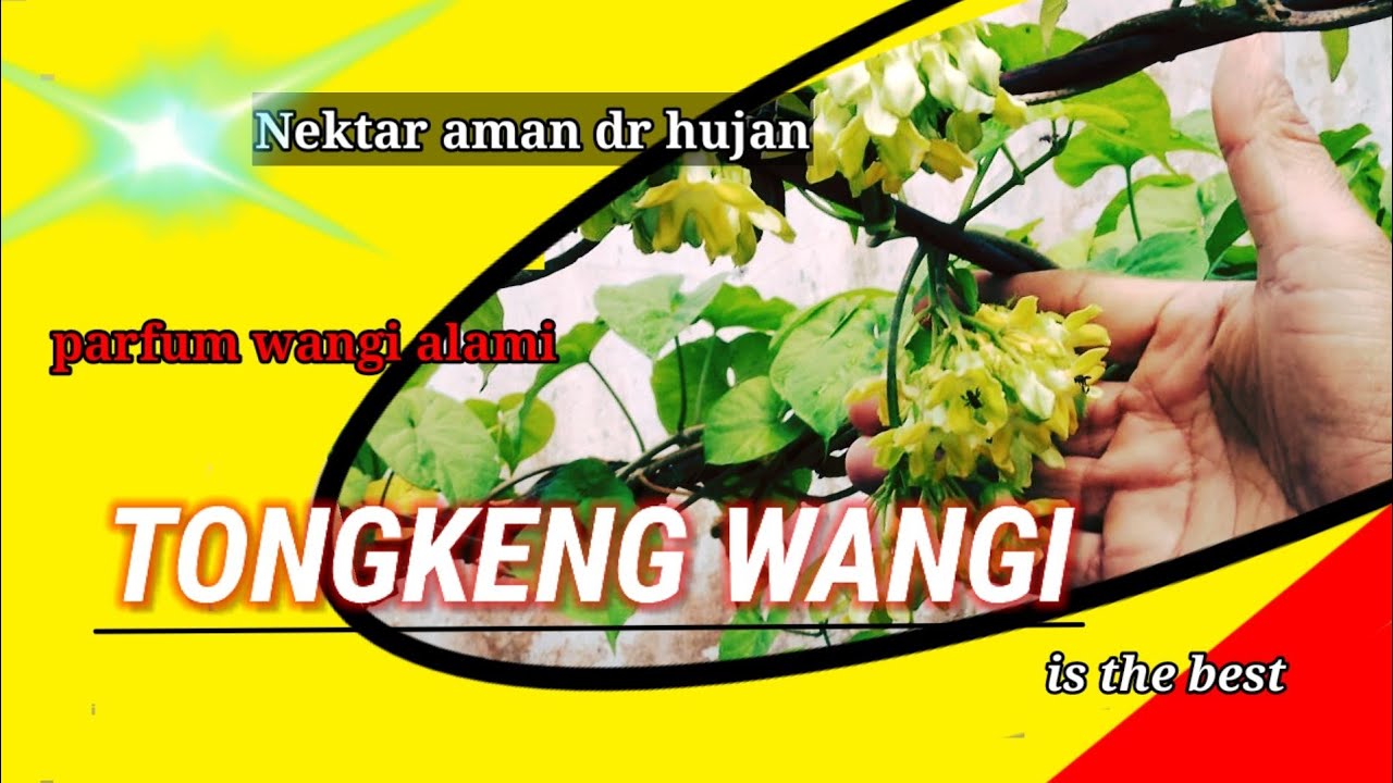 🔴 BUNGA TONGKENG WANGI - YouTube