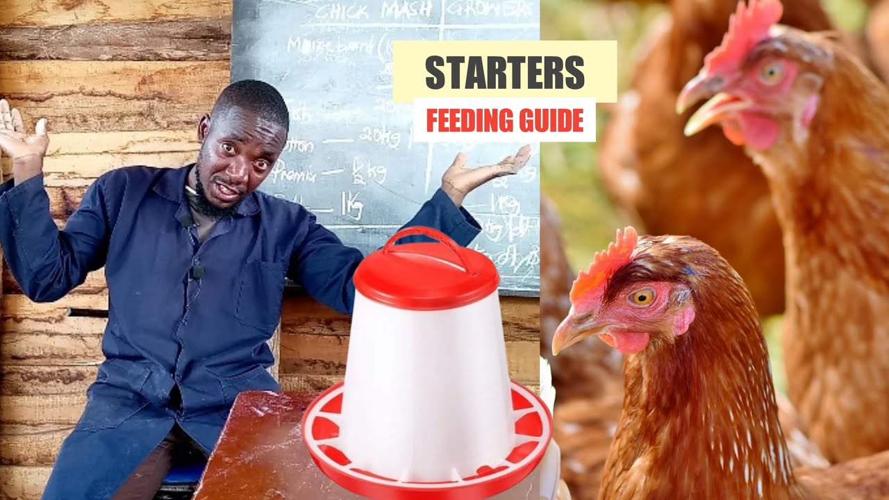 Detailed feeding guide for starters [ HOW TO FEED LAYER CHICKEN ] - YouTube