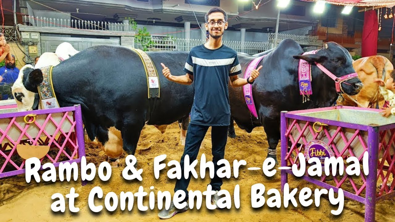 Rambo At Continental Bakery - Biggest Bull Of Pakistan - YouTube