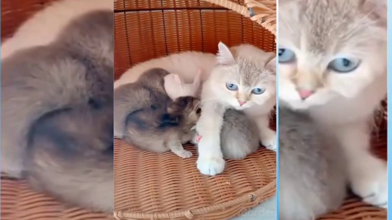 Funny beautiful pets playing. How to teach pets? How to make your mind ...