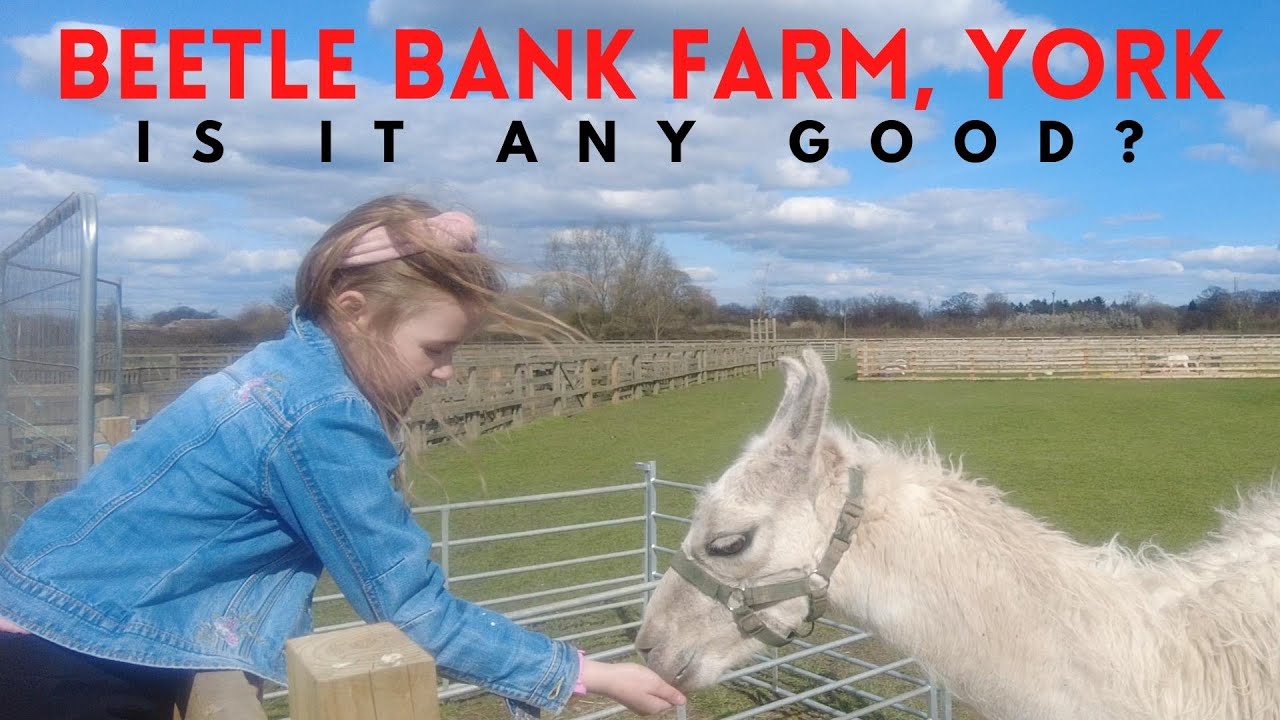 Beetle Bank Farm Review, York, UK | Things to do in York with kids ...