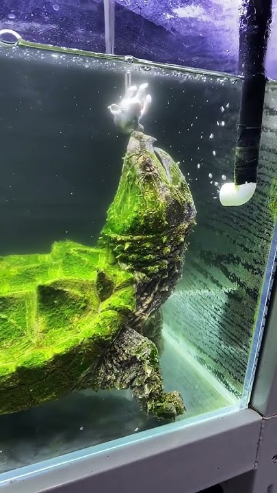 The alligator snapping turtle feeding. - YouTube