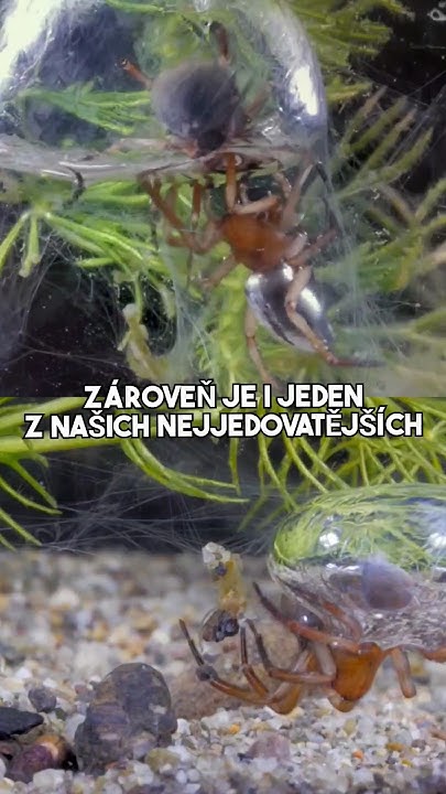 PAVOUK VE VODĚ #fyp#pavouk#pavouci#chov#chovatel#teraristika#zajimavosti#fakta#cz#czech#sokolik ...