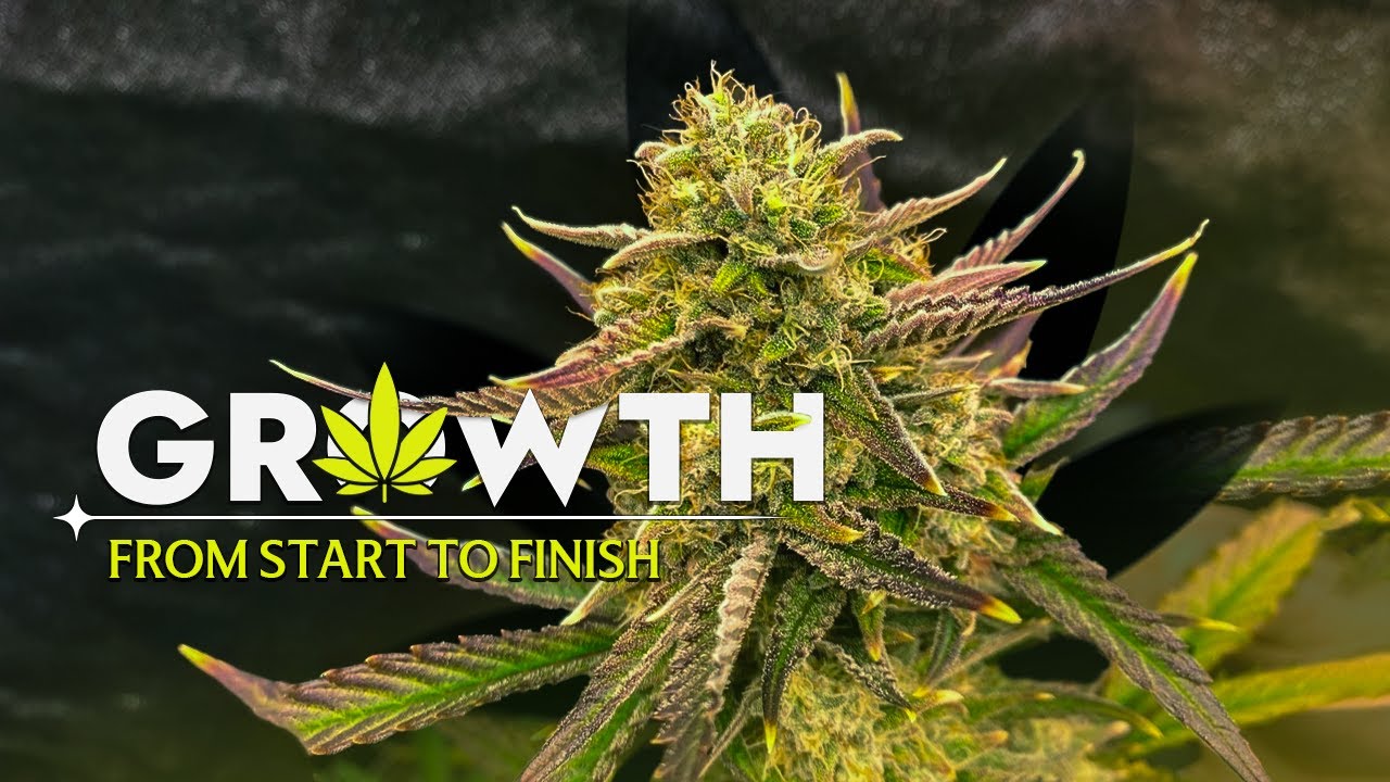 From Seed to Harvest |Gorilla Cookies & Guava – Cinematic Plant ...