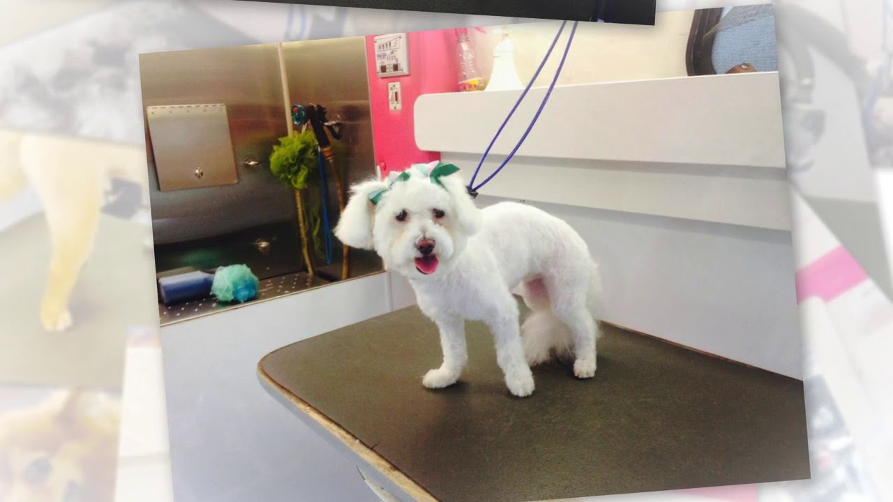 Super Star Mobile Grooming - Before & After - YouTube