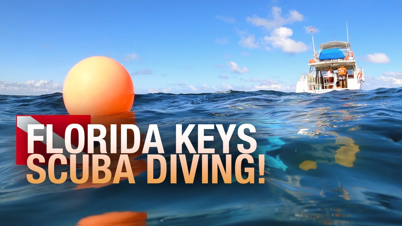 4K SCUBA DIVING Sand Bottom & Christmas Tree Cave - French Reef | Key ...