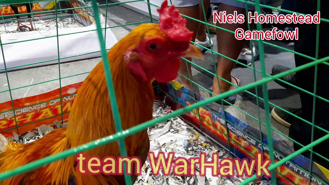 10th World Gamefowl Expo 2020 team WarHawk - YouTube