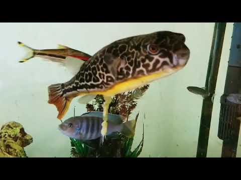 [My Puffer Fish] / Mbu Puffer, Pooping in the morning / 복어 똥싸고 있음 - YouTube