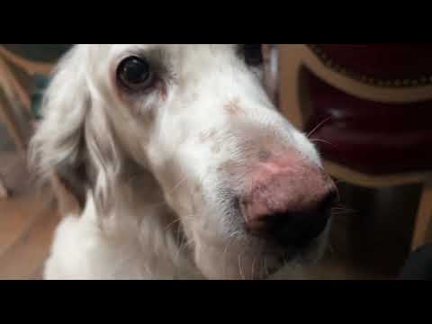 Алиса - лиса. Утренний обход. Белый под утро не давал спать #лисяо #милота #лиса #fox #собака