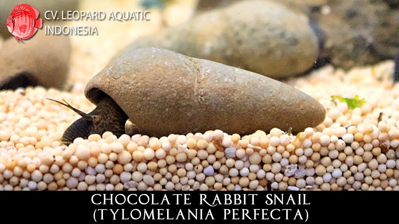 The ONE AND ONLY Chocolate Rabbit snail! (Leopard Aquatic W028A) - YouTube