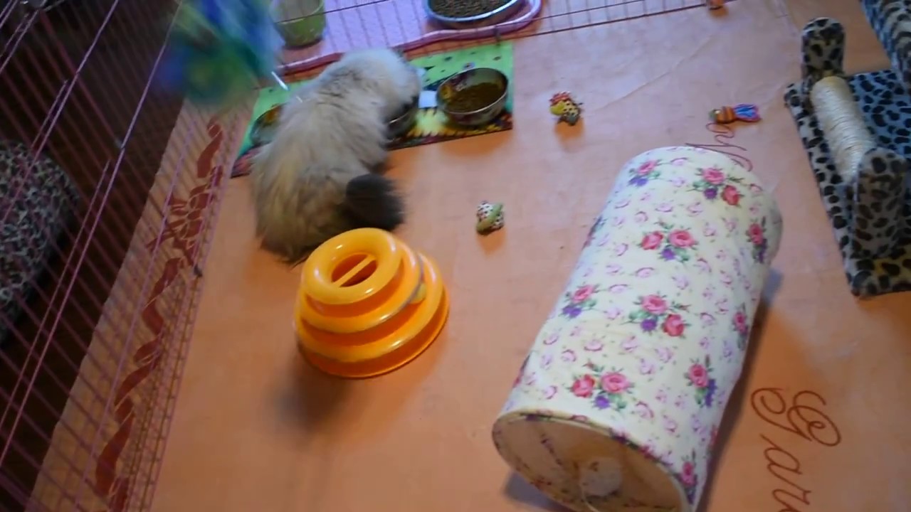 OH Those Characters - Iris and Periwinkle's Rambunctious Kittens - YouTube