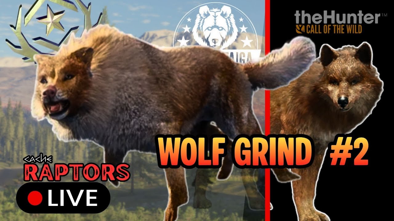COTW LIVE - Getting the Wolf Grind Started Up Again! - YouTube