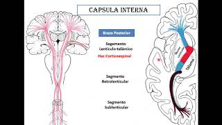 Anatomía de la cápsula interna del cerebro en un modelo... | Doovi