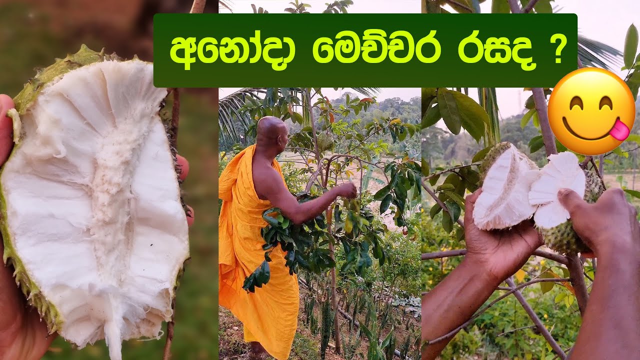 අනෝදා මෙච්චර රසද ? 😋 #umandawa - YouTube
