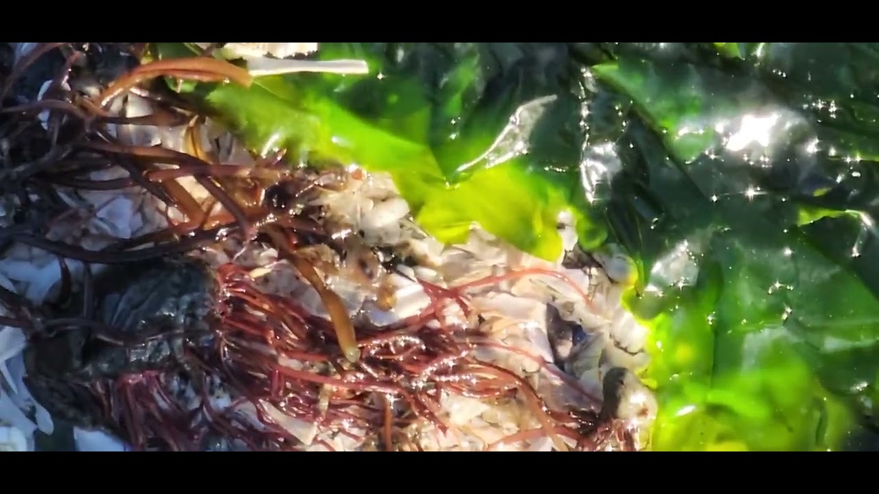 Green and Red Sea Lettuce. - YouTube