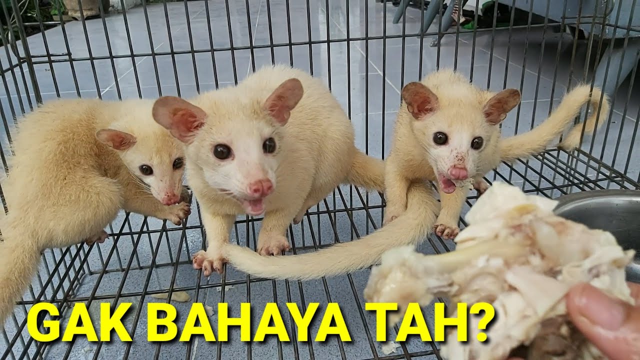 MUSANG MAKAN DAGING⁉️ - YouTube