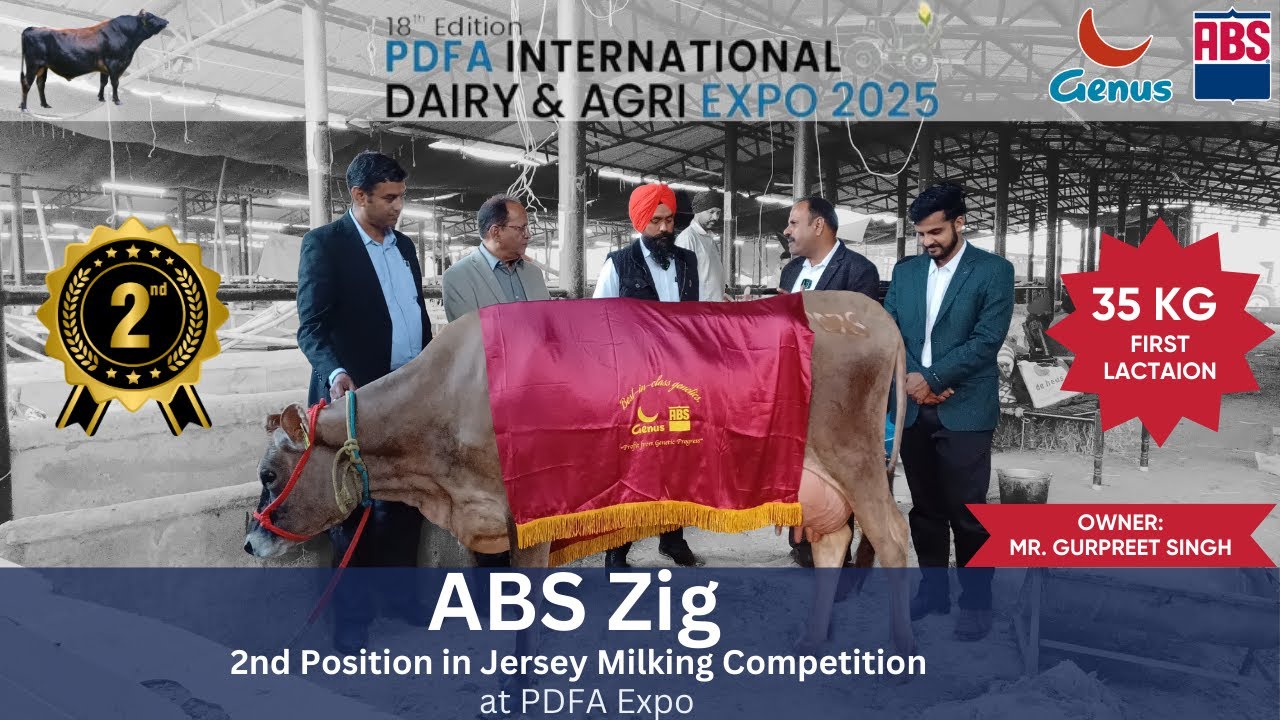 ABS Zig Jersey Daughter Milking 35 kg! Proof of Superior Genetics ...