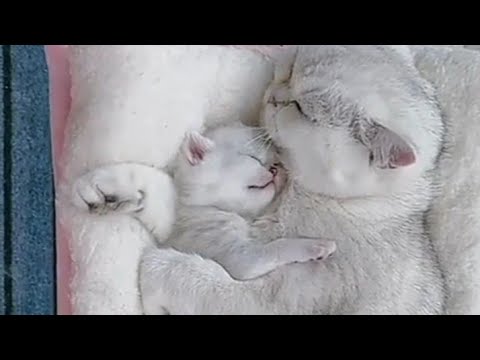 Cat mother always love her kittens | Great love