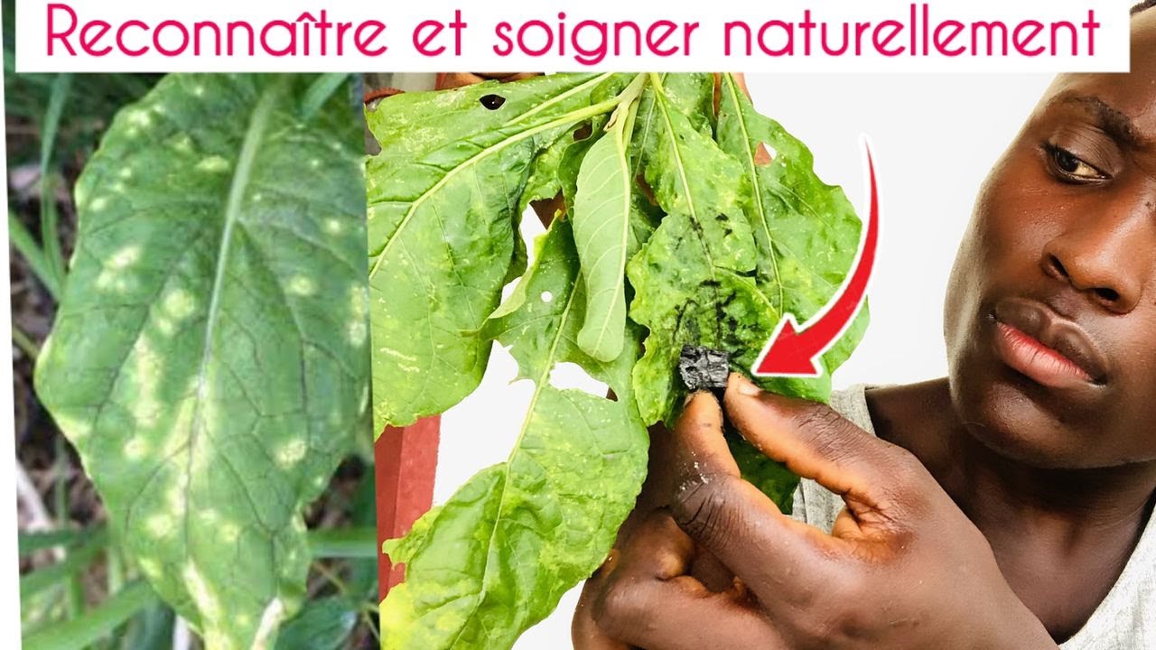 Comment SOIGNER la MALADIE de la ROUILLE des PLANTES ? - YouTube