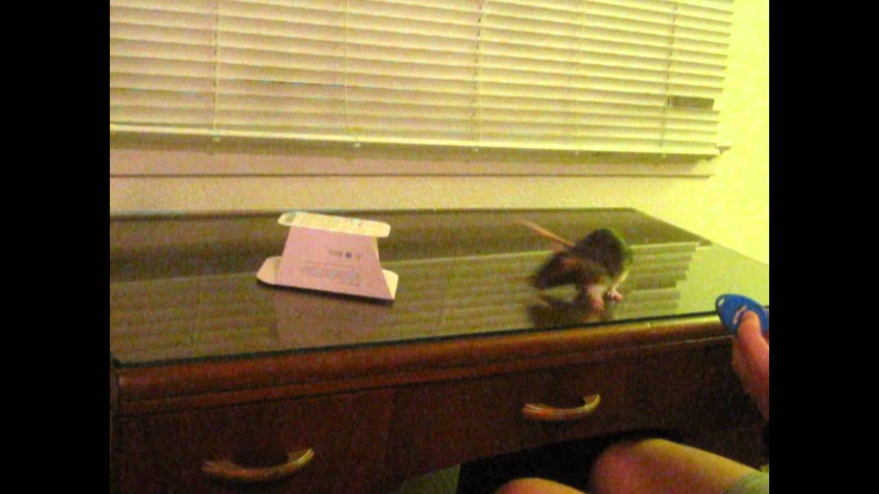 Clicker Training a Rat to Go Through a Tunnel using Shaping - YouTube
