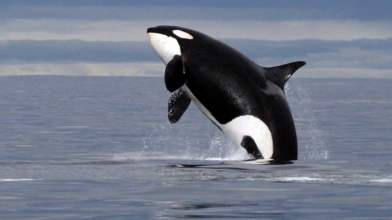 The Killer Whale - Animal Profile - YouTube