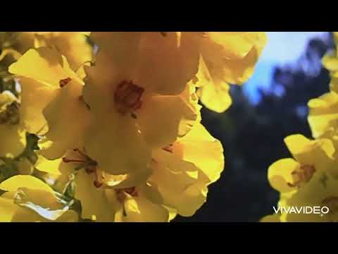 Güvən ya Güvənmə