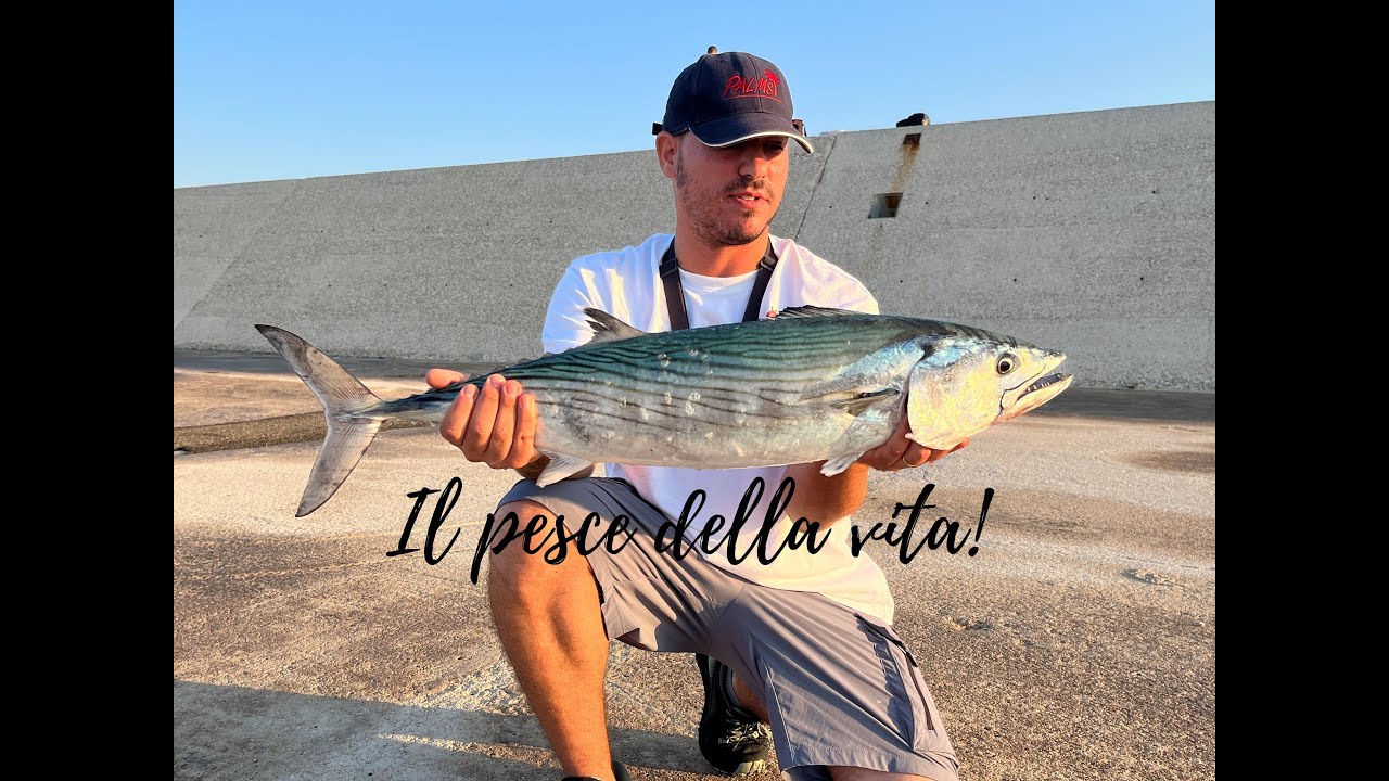 Il pesce della vita! palamita di 5kg | The fish of the life! bonito of ...