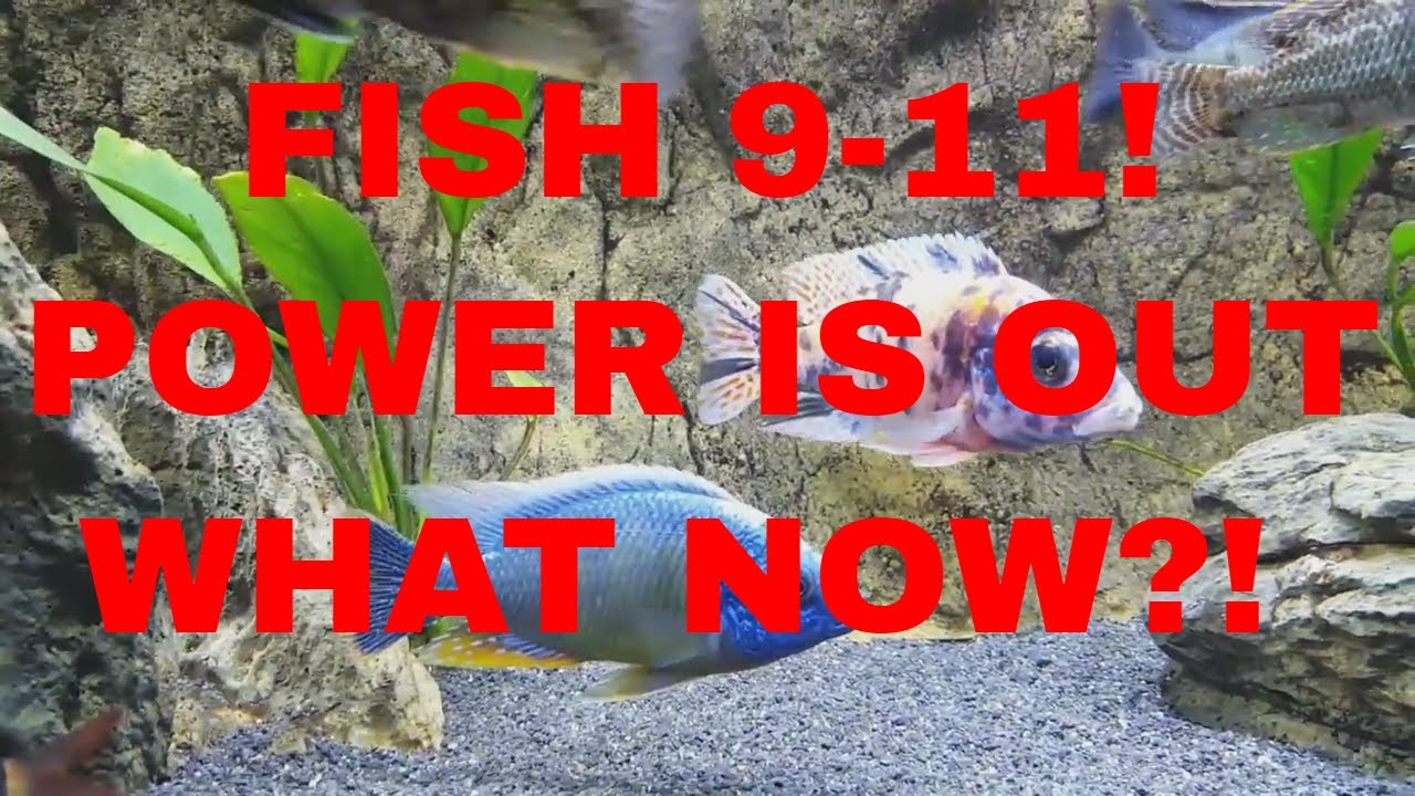 FISH 9-11! Power is Out, Now What?! TIPS TO KEEP YOUR FISH ALIVE! - YouTube
