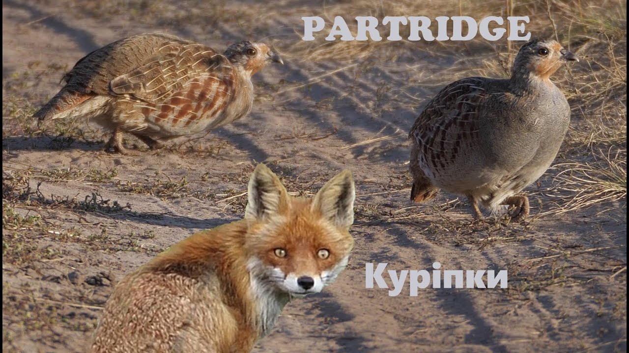 Кумедні Куріпки. Funny Partridge - YouTube