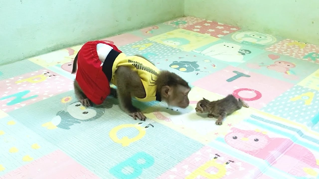 When Big Monkey Surprise Small Baby Cat - YouTube