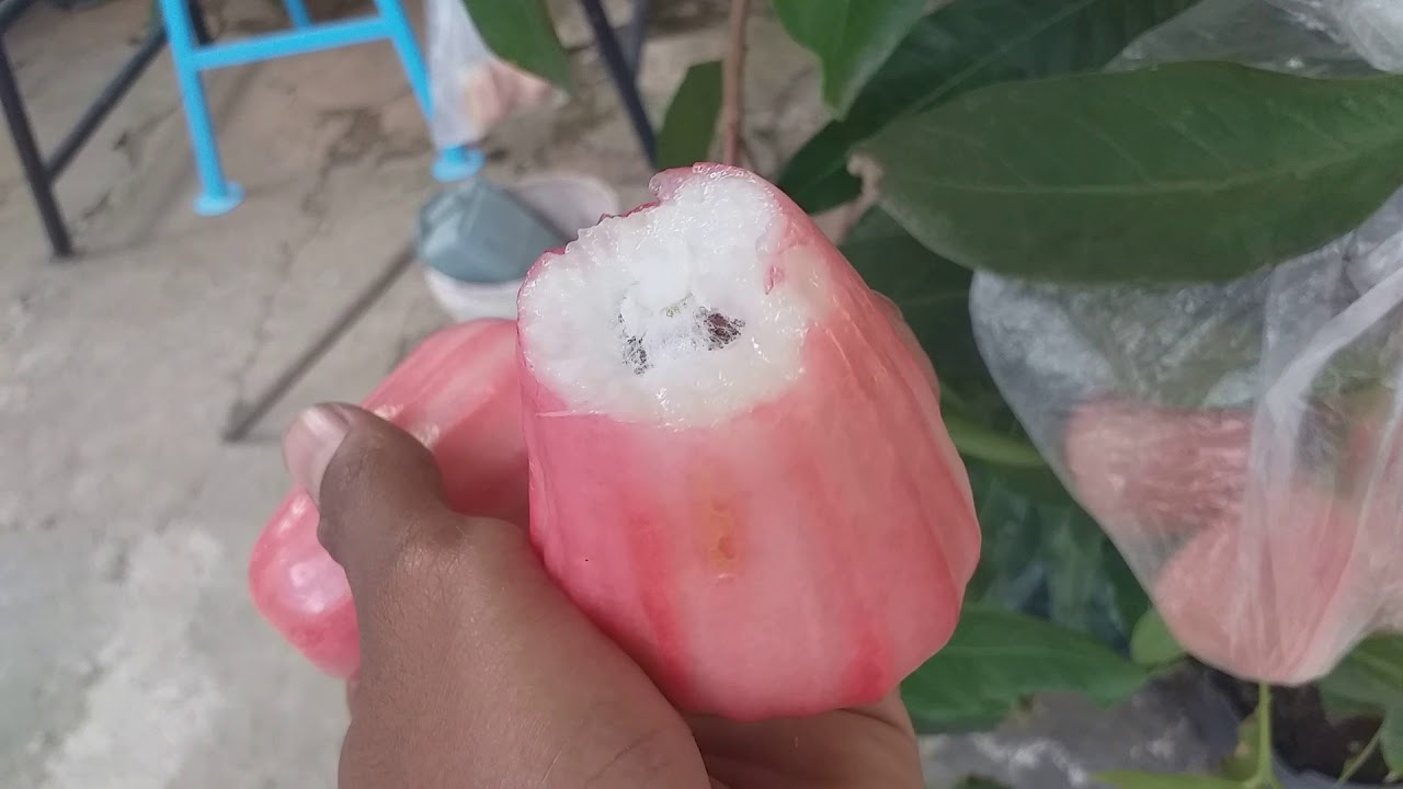 Cicib jambu air yg buahnya besar dan buah berwarna pink - YouTube