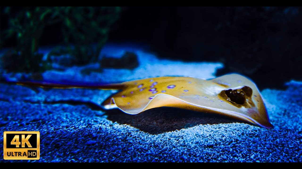 Under Red Sea Stunning Ocean 4K - Beautiful Coral Reef Stingray Fishes ...