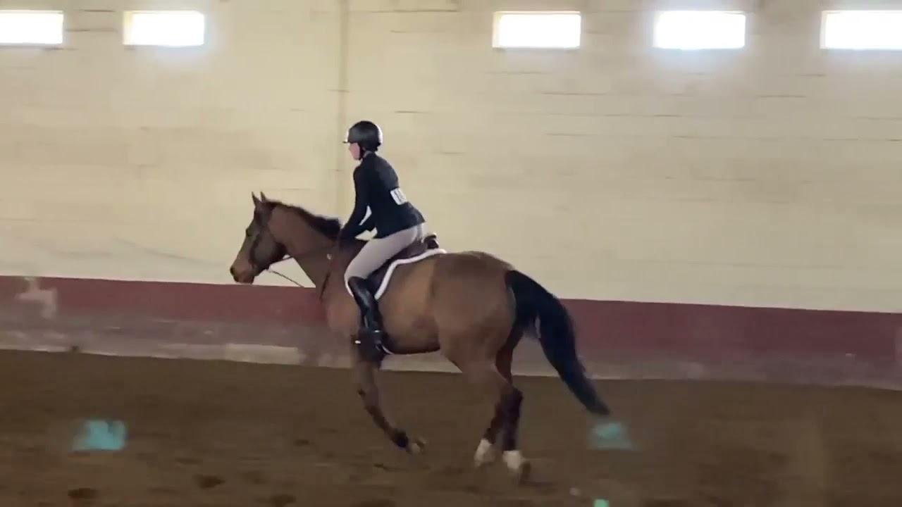 Fergus - For Sale - Low Children's/Adult Hunter - YouTube