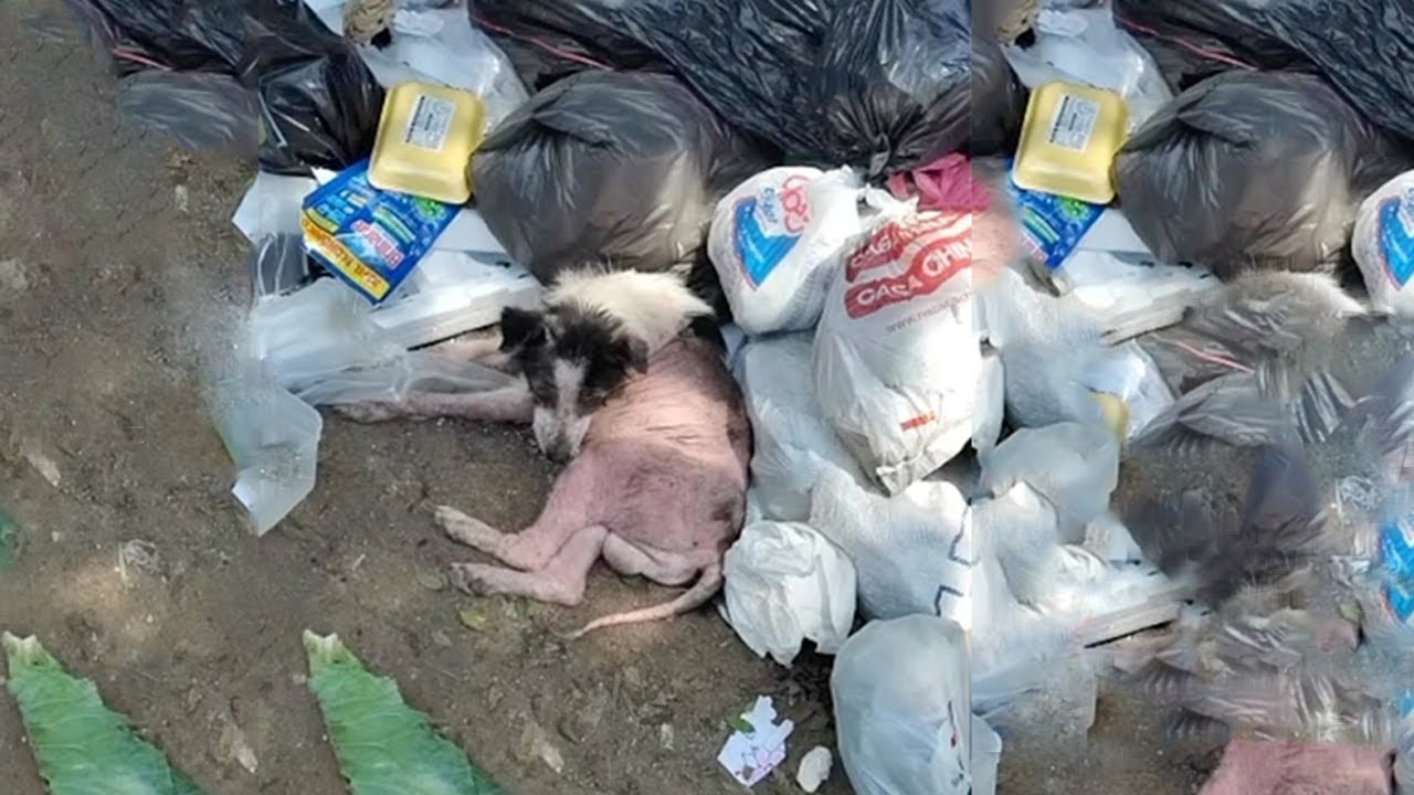 Sick and Abandoned in the Garbage, He Clung to Hope That Someone Would ...