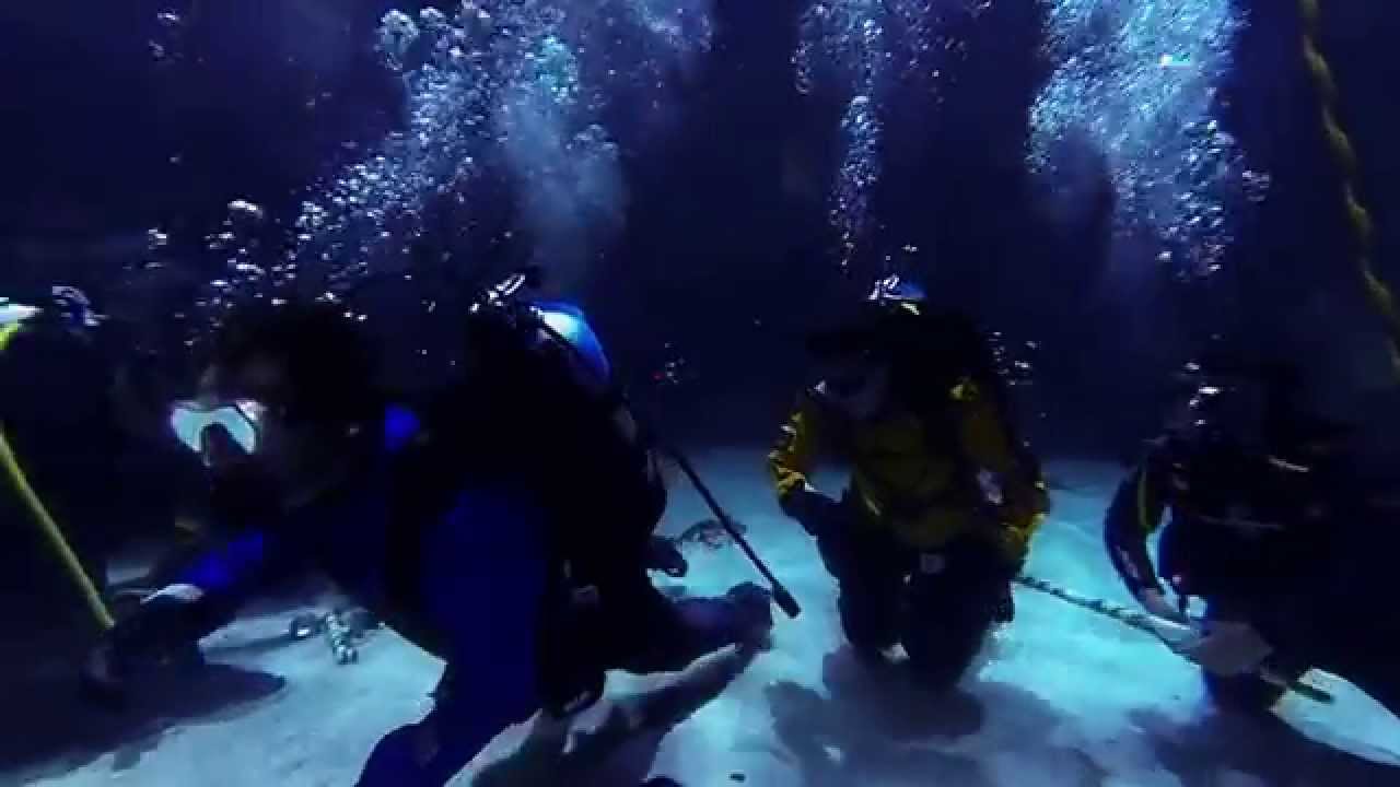 Point Defiance Shark Dive - YouTube