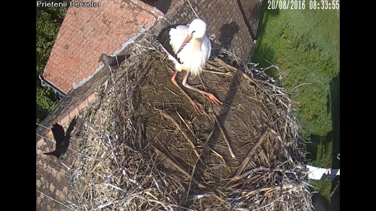 Cuib Barza Alba/White Stork Nest Romania Cristian - A Beautiful ...
