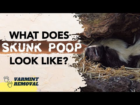 What Does Skunk Poop Look Like? Identification, Dangers & Tips - Know ...