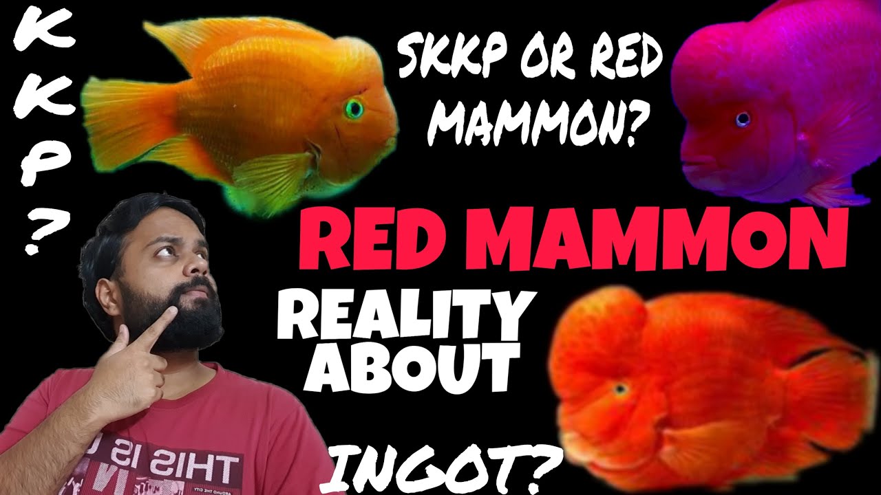 Red Mammon | KKP or SKKP | Red Ingot | Reality check | monster fish ...
