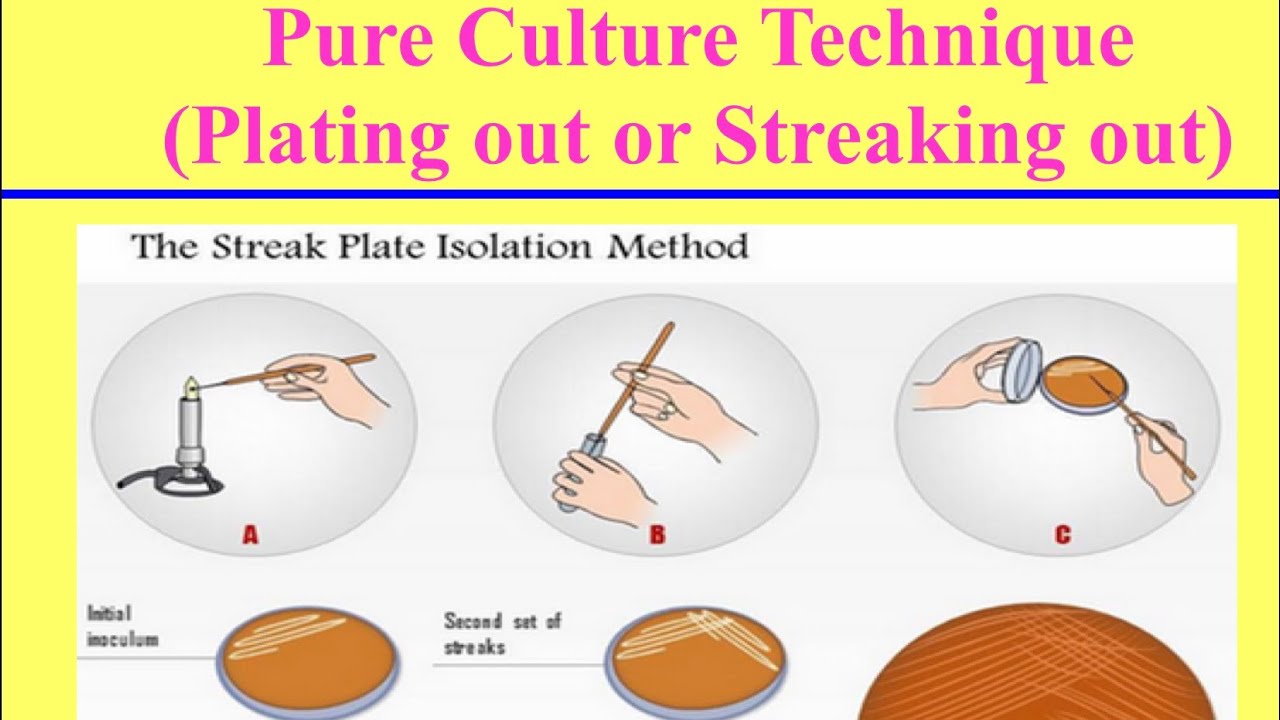 بكتيريا عملى (طرق تشخيص وتعريف البكتيريا) Practical Bacteriol. (Methods ...