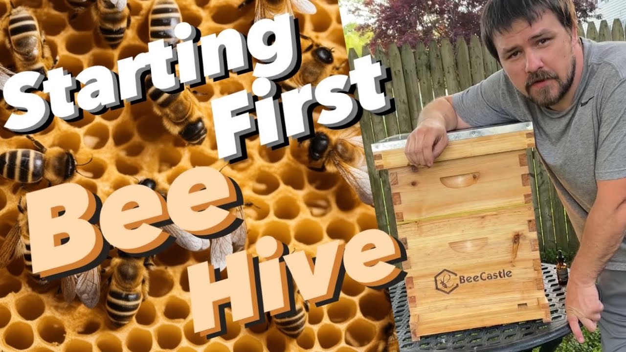 Finally starting my own bee Hive! - YouTube